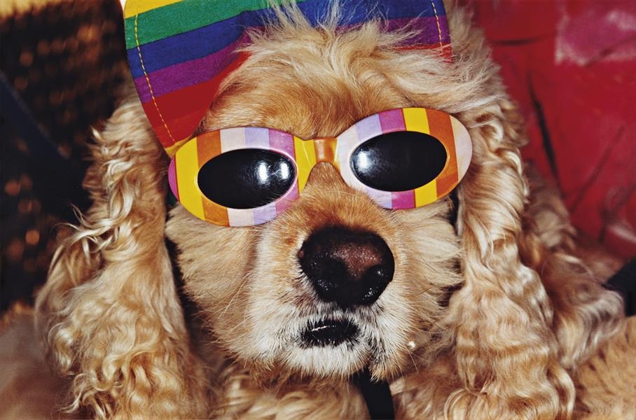 Martin Parr | Common Sense (dog with bow & sunglasses) (1998) | MutualArt