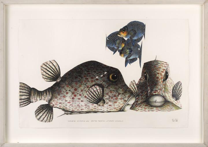 Nils Obel | Cherubfish, Spotted Trunkfish (1988) | MutualArt