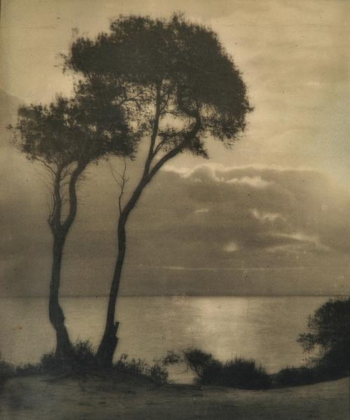 John Kauffmann | Untitled (Trees on the Coast) | MutualArt
