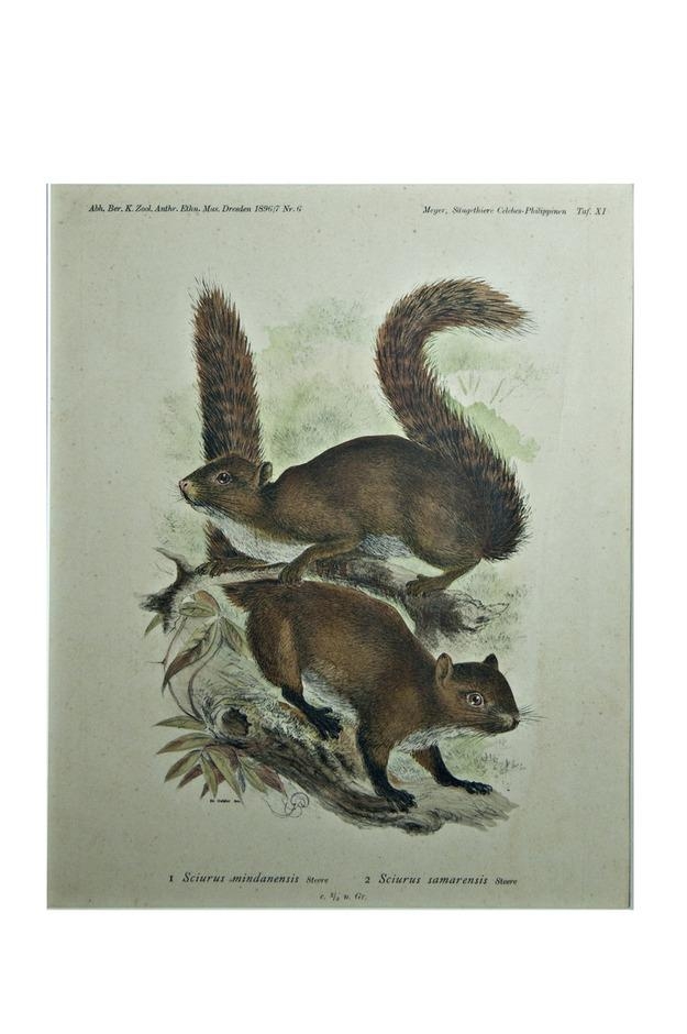Adolf Bernhard Meyer | Two works: Mindanao Squirrel; Samar Squirrel ...
