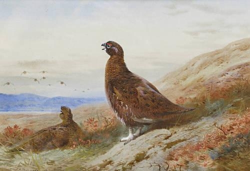 Archibald Thorburn | Jay (1917) | MutualArt