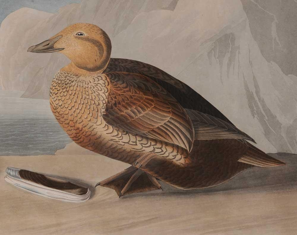 John James Audubon | King Duck (1827 - 1838) | MutualArt