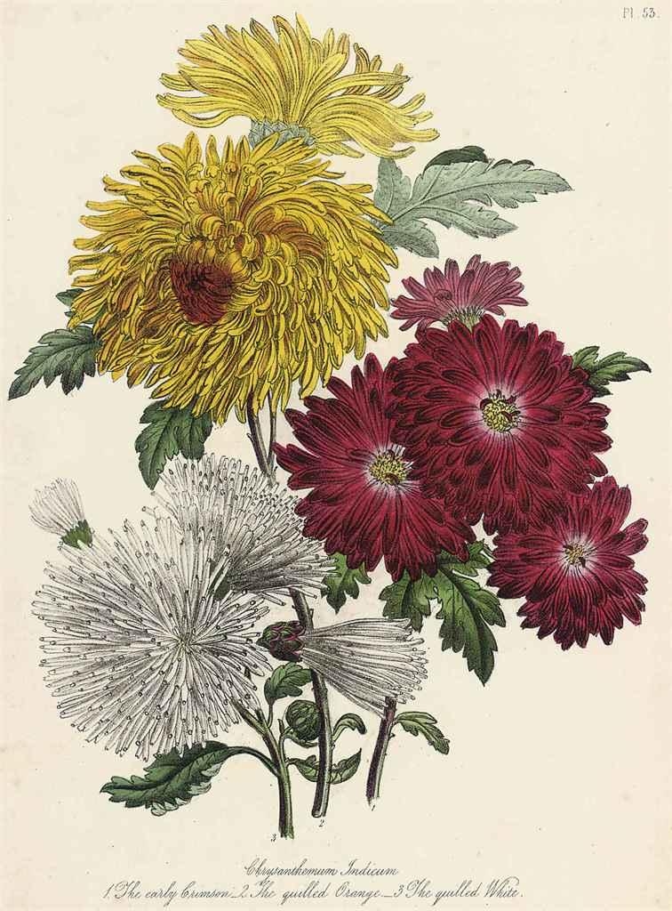 Jane Wells Loudon | Flower studies from The Ladies' Flower-Garden of ...