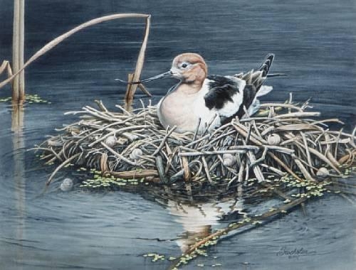Pam Stoehsler | 2 Works: Nesting American Avocet; Wolverine III (1997 ...