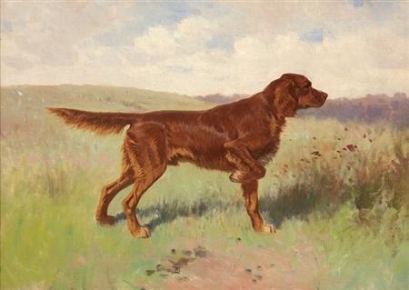 Irish Setter Pointing