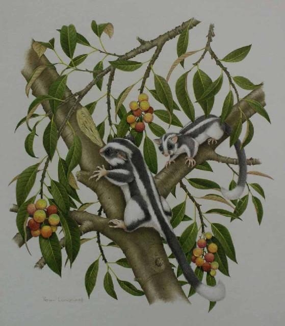 Peter Longhurst | Striped Possums, and 6 more works | MutualArt