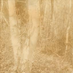 William B. Post | Tree Trunk (Circa 1910) | MutualArt