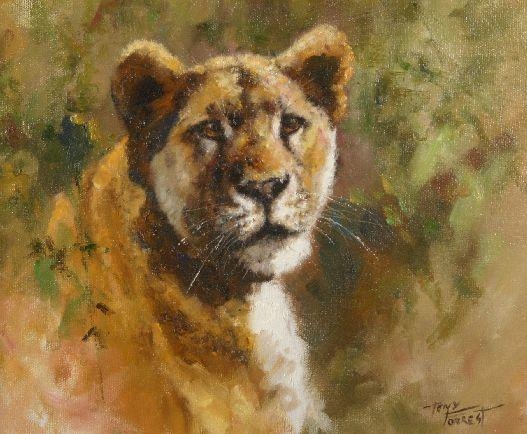 Tony Forrest | Head study of a lioness in the wild | MutualArt