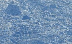 Franz Gertsch | Cima del Mar. (Détail I) (1990) | MutualArt