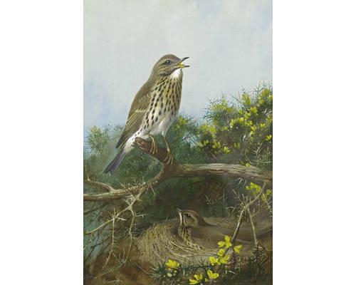 Archibald Thorburn | Jay (1917) | MutualArt