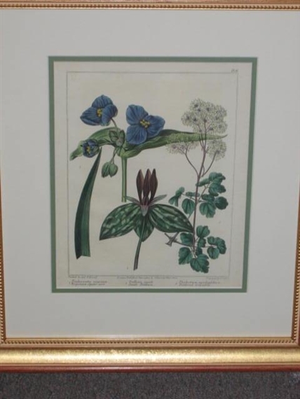 Syd Edwards | 4 works: hand colored botanical engravings (1832) | MutualArt