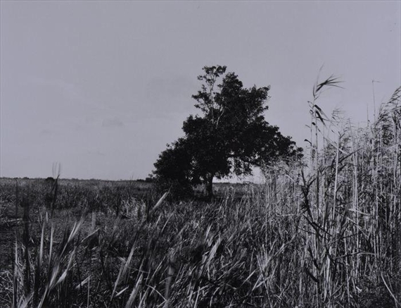 Pierre Charrier | UNTITLED (SERIES OF EIGHT PHOTOGRAPHS OF TREES) (1991 ...