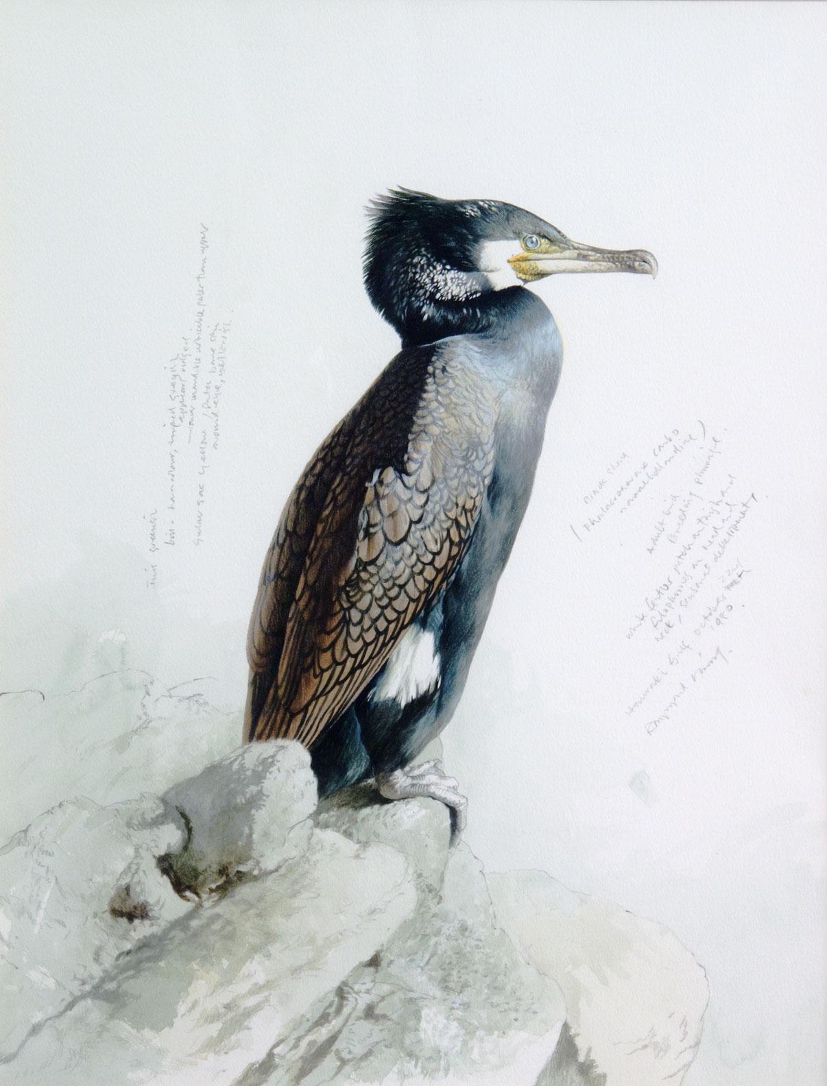 Raymond Harris Ching | Black Shag (Phalacrocorax Carbo Novaehollaniae ...