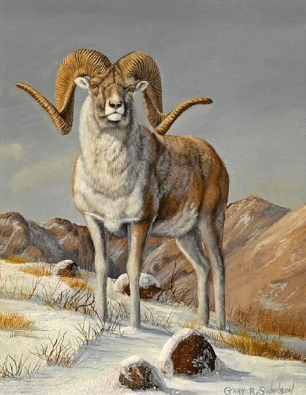 Gary R. Swanson | Three Works: Snow sheep; Tibetan Argali; Tin Shan ...