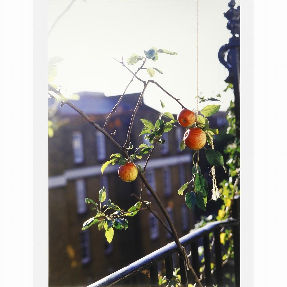 Wolfgang Tillmans | inner city apple tree (2003) | MutualArt
