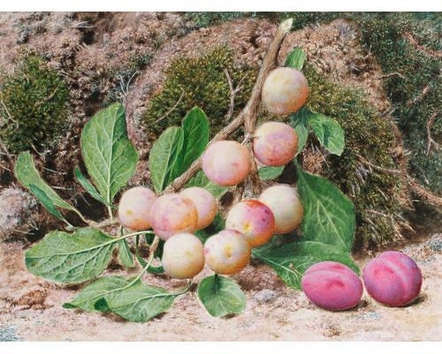 John Sherrin | Still Life with Plums | MutualArt
