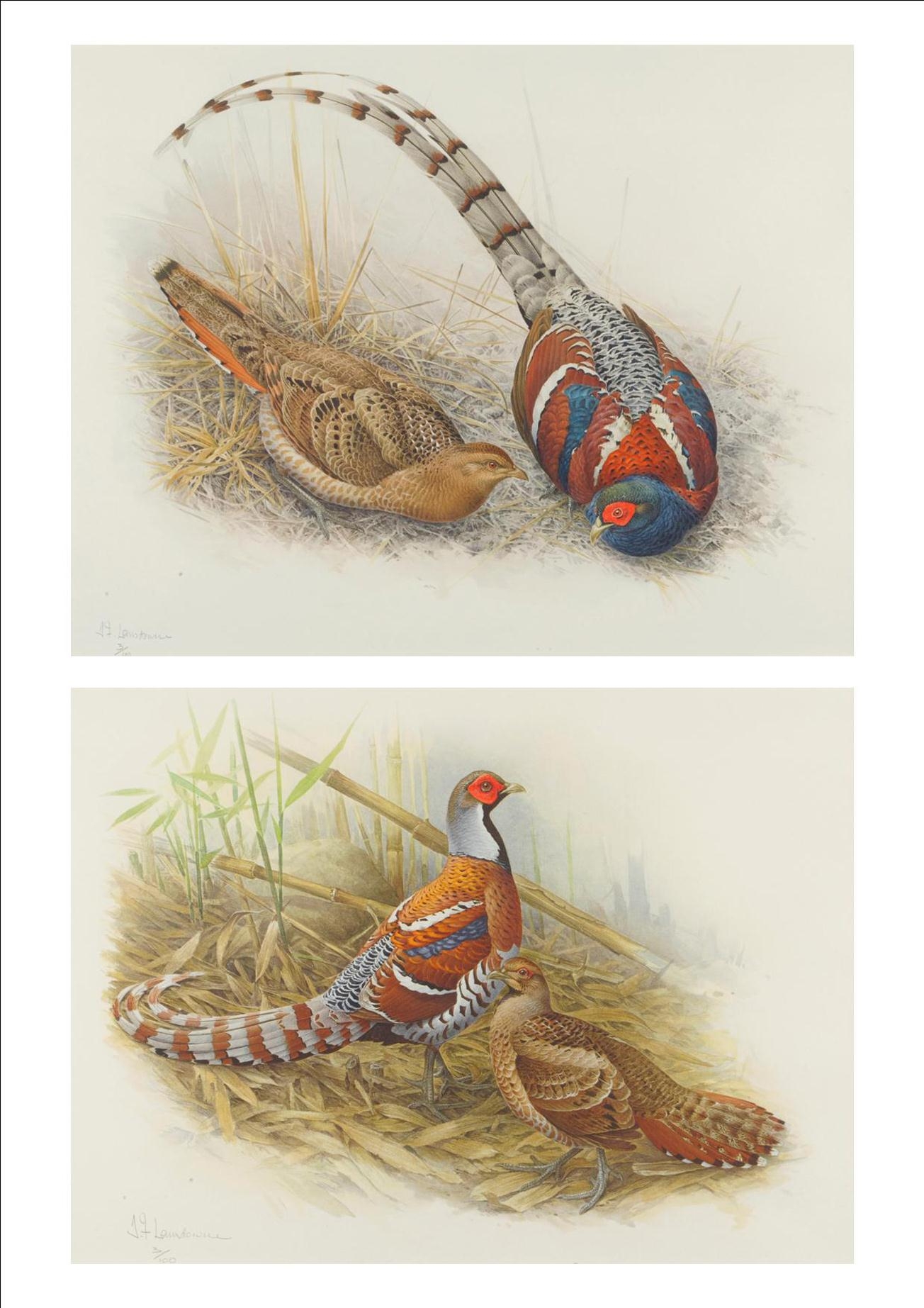 James Fenwick Lansdowne | 32 works:The rare birds of China | MutualArt