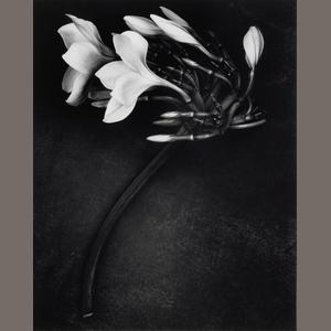 Albert Watson | Flower Sellers Hands (1989) | MutualArt