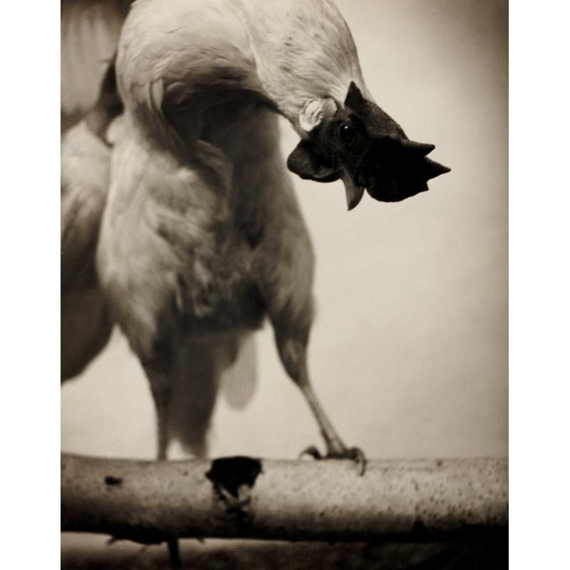 Rudolf Koppitz | Rooster (1930) | MutualArt