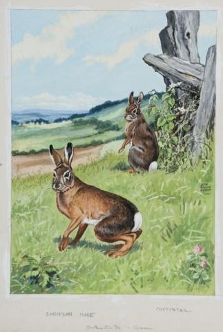 Jacob Bates Abbott | European Hare and Cottontail Rabbit (1950) | MutualArt