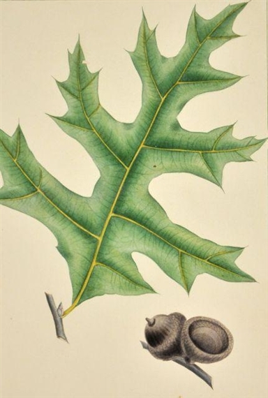 Henri-Joseph Redoute | Barrens Scrub Oak, Quercus Catesbaei | MutualArt