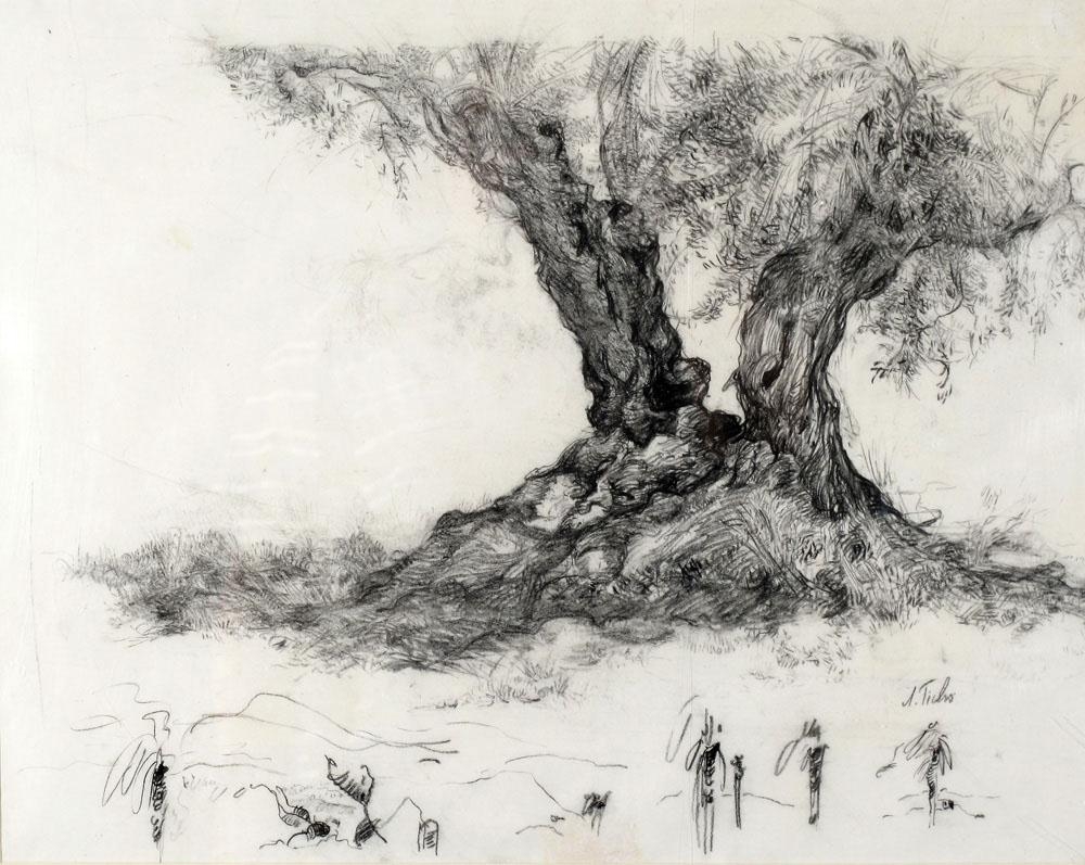 Anna Ticho | Olive Tree | MutualArt