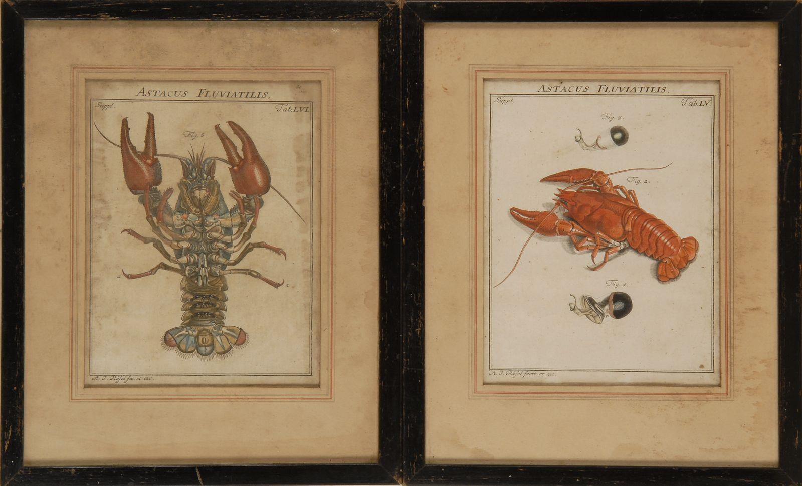 A.J. Rofel | Depicting a live and a disected Astacus Fluviatilis ...