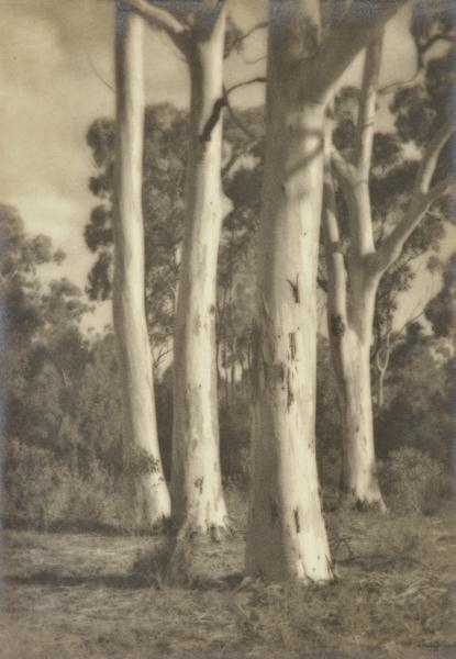 John Kauffmann | Untitled (Trees on the Coast) | MutualArt