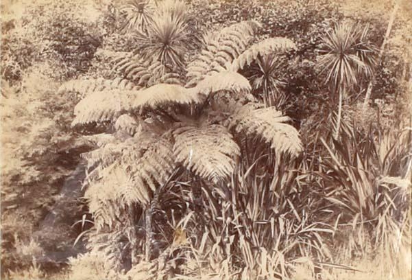 William Henry Thomas Partington | Tree Fern and Cabbage Trees | MutualArt