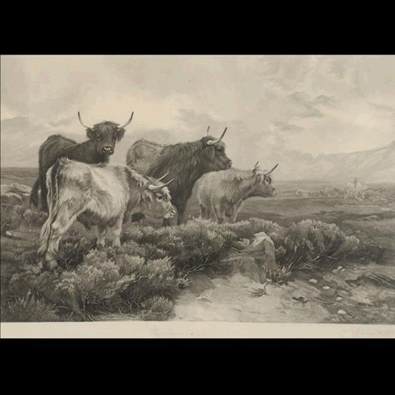 George Hunt | Scottish Highland Cattle | MutualArt