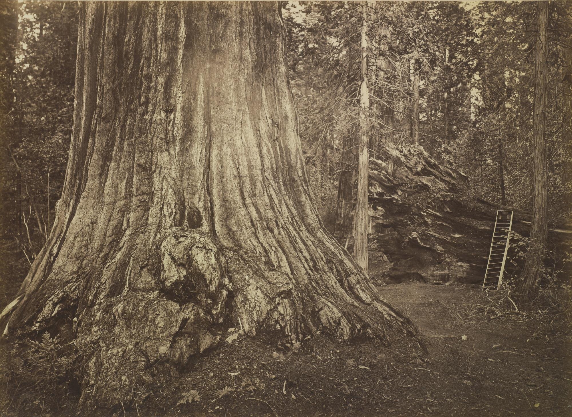 Carleton Watkins | GEORGE WASHINGTON AND EAGLE'S WING TREES, CALAVERAS ...