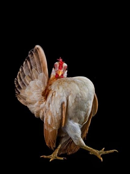 Ernest Goh | 4 Artworks at Auction | MutualArt