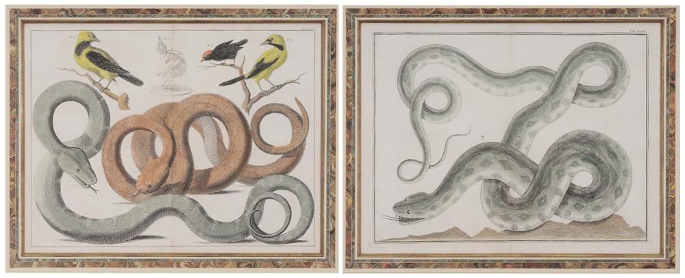 Albertus Seba | 2 works: Snakes | MutualArt