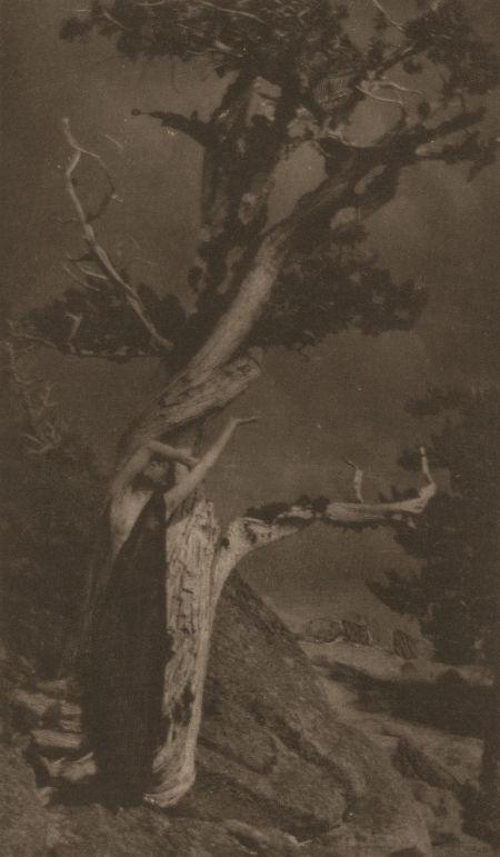 Anne Brigman | The Dying Cedar | MutualArt