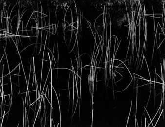 Brett Weston | Plant from Baja California; Baja California Portfolio ...