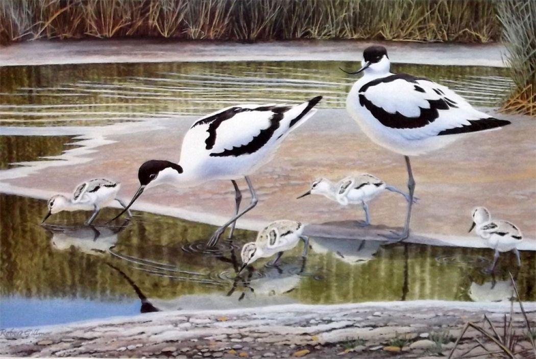 Robert Gillmor | Cley Marsh and its Birds (1996) | MutualArt