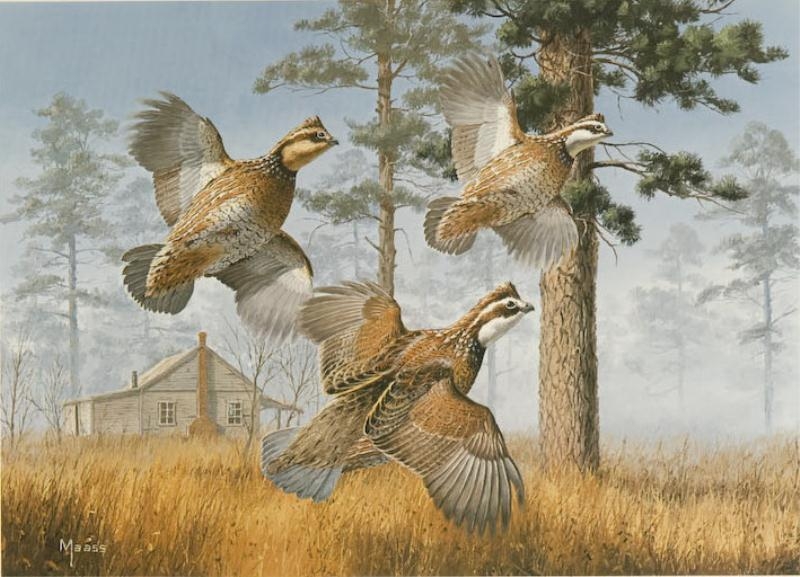 Bobwhite Quail Painting