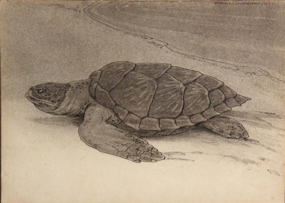 Charles Livingston Bull | Turtle on the Shore | MutualArt