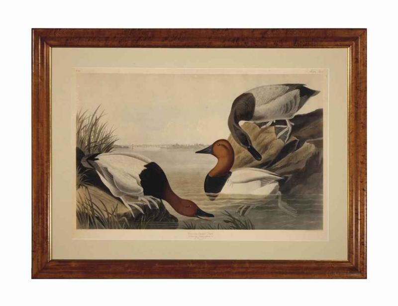 Robert Havell | Canvas-Backed Duck (1836) | MutualArt