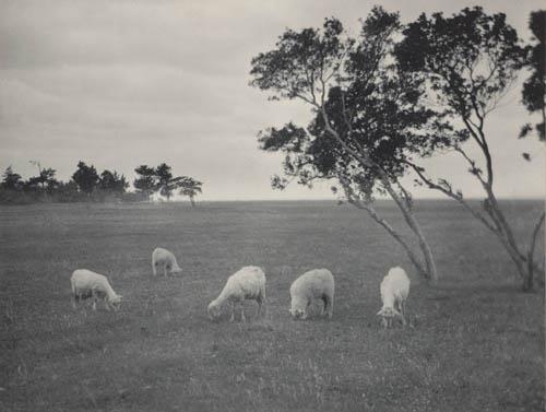 Rudolf Eickemeyer | Evelyn Nesbit on a bear rug, 1901 | MutualArt