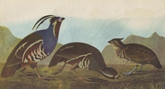 John James Audubon | Mountain Quail (Circa 1946) | MutualArt