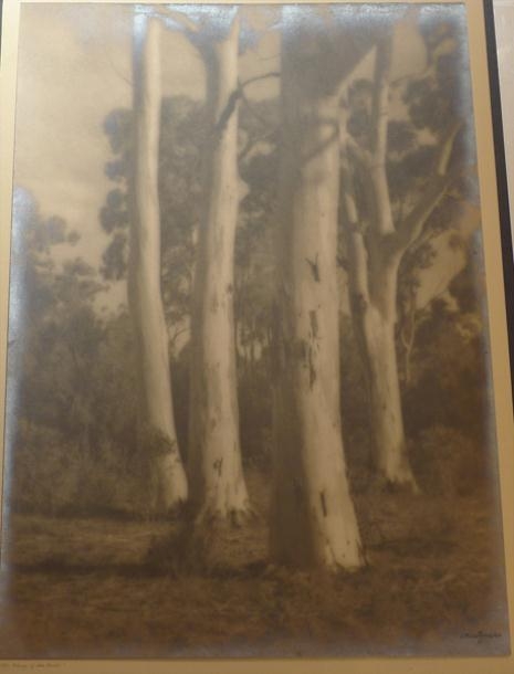 John Kauffmann | Untitled (Trees on the Coast) | MutualArt