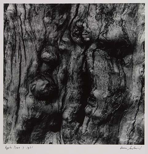 Aaron Siskind | Apple Tree 7 (1971) | MutualArt