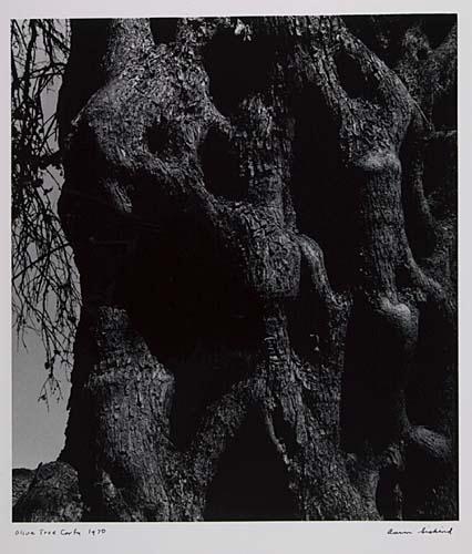 Aaron Siskind | Olive Tree, Corfu (1970) | MutualArt