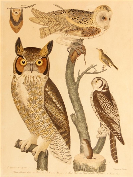 Alexander Wilson | A Group of Eight Plates, from American Ornithology ...