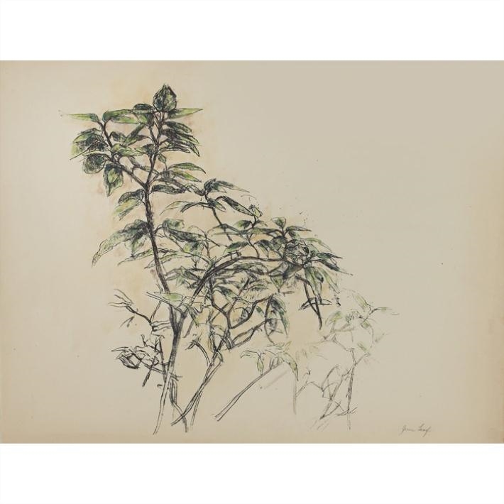 June Leaf | Plants (Circa 1970) | MutualArt