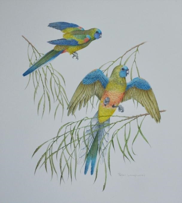 Peter Longhurst | Blue Bonnet Parrot | MutualArt