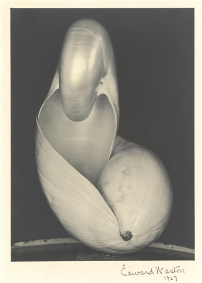 Edward Weston | SHELLS (3S) (1927) | MutualArt