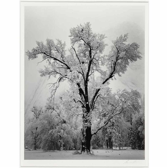 Ansel Adams | Oak Tree, Snow Storm, Yosemite Valley California (1948 ...