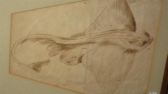 Italian School, 17th Century | Annotated Fish Study | MutualArt
